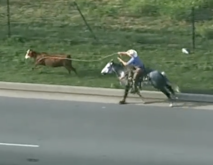 Watch Cowboys Lasso Cow on Busy Oklahoma Highway - Todd Starnes